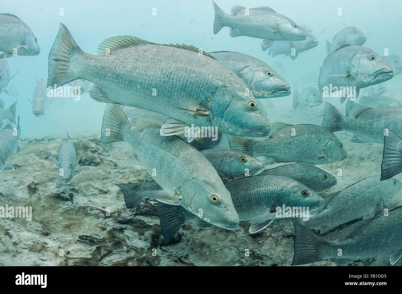 Underwater view of large cubera snapper schools gathering around a ...