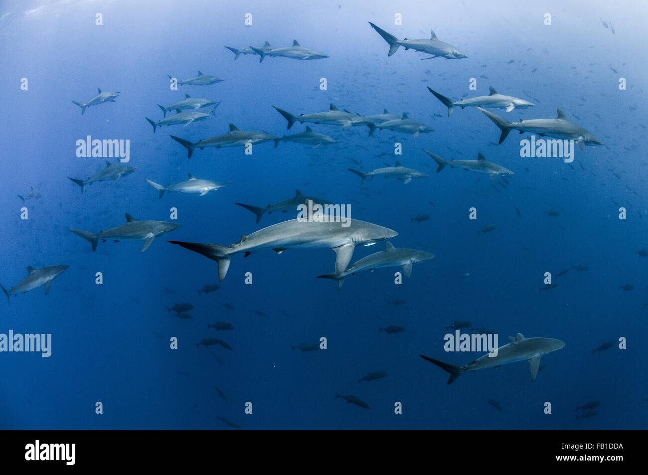 Underwater view of Silky sharks gathering in spring for mating rituals ...