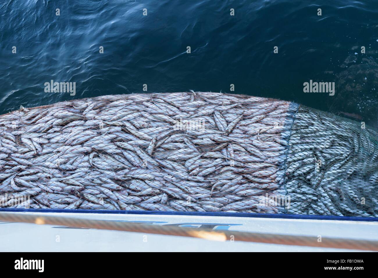 Trawler Net Full Of Fish Stock Photos & Trawler Net Full Of Fish Stock ...