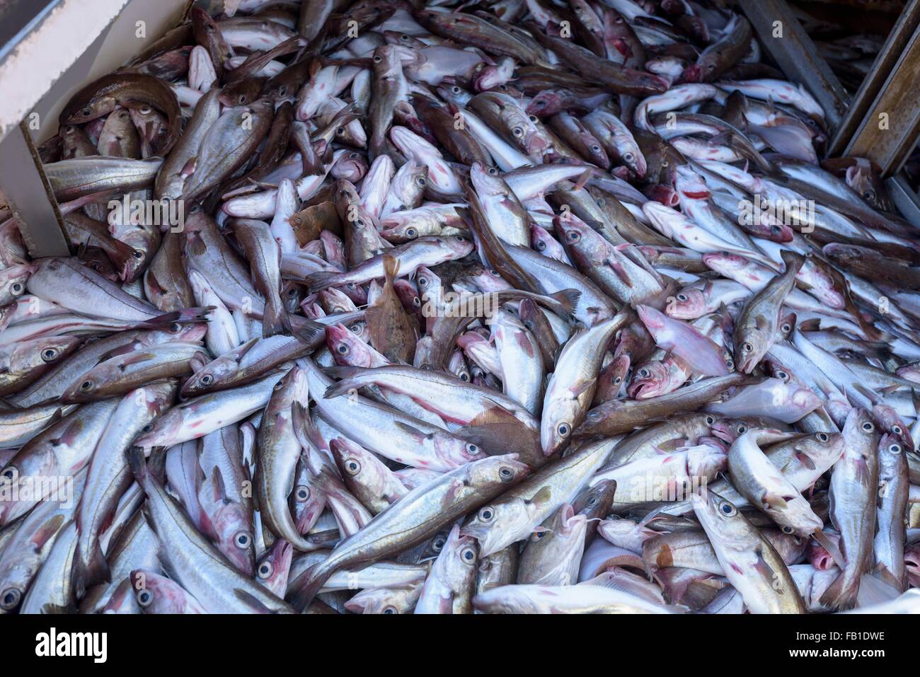 Whiting Fish High Resolution Stock Photography and Images - Alamy