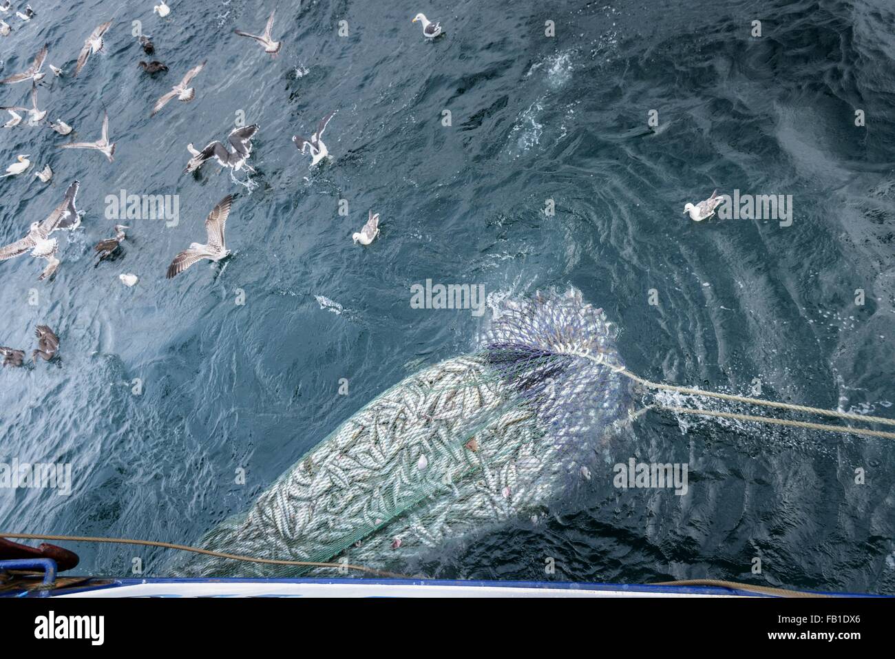 Fish trawler net full hi-res stock photography and images - Alamy