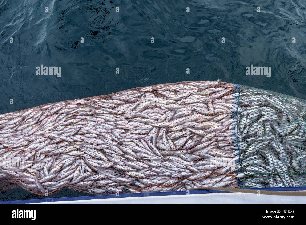 Trawl fish hi-res stock photography and images - Alamy