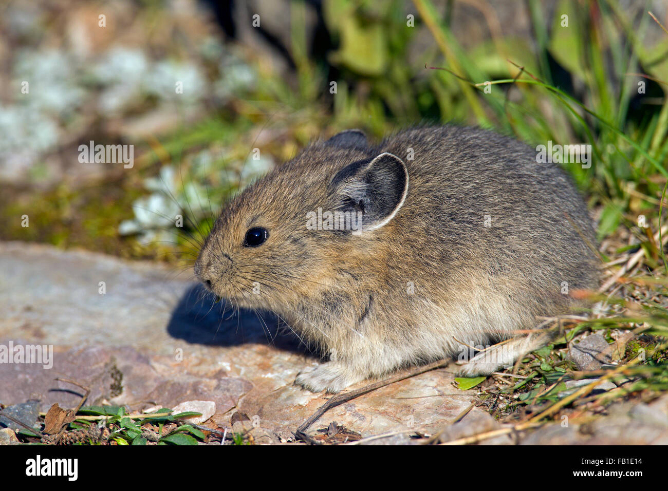 American pikas ochotona princeps hi-res stock photography and images ...