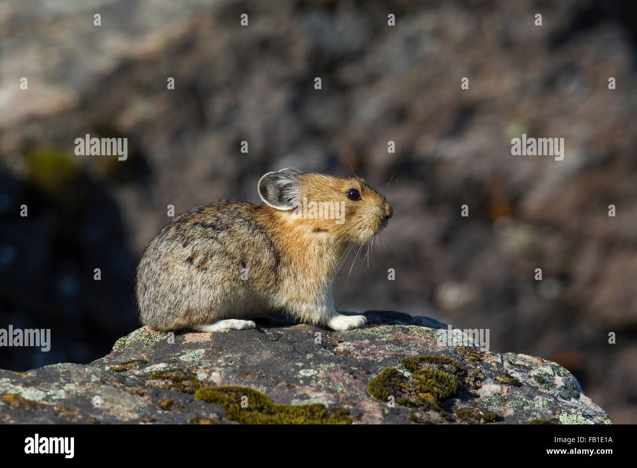 American pika ochotona princeps native hi-res stock photography and ...