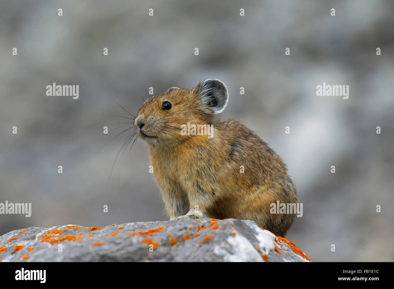 American pika ochotona princeps native hi-res stock photography and ...