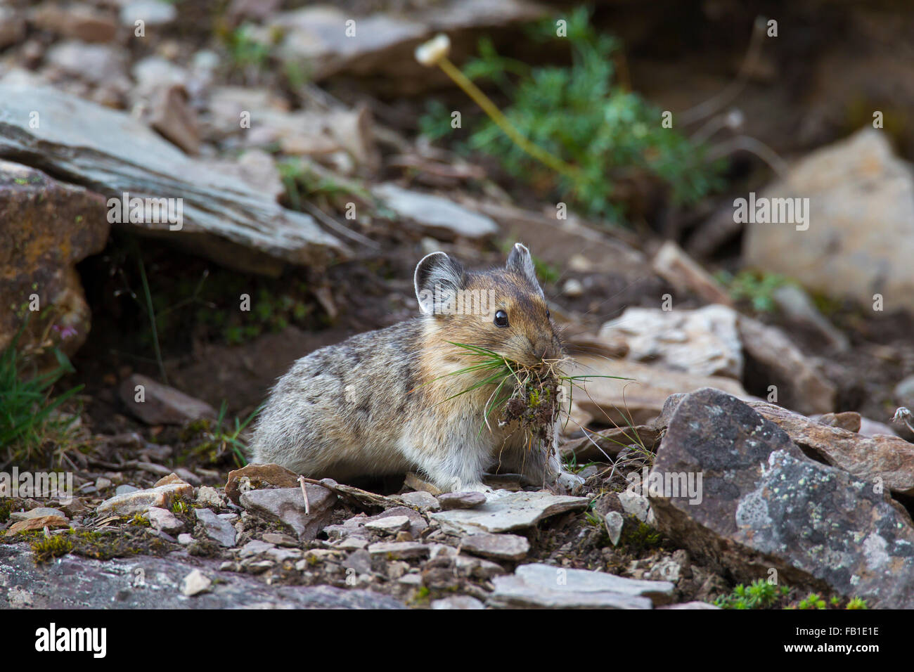 American pika ochotona princeps eating grass hi-res stock photography ...