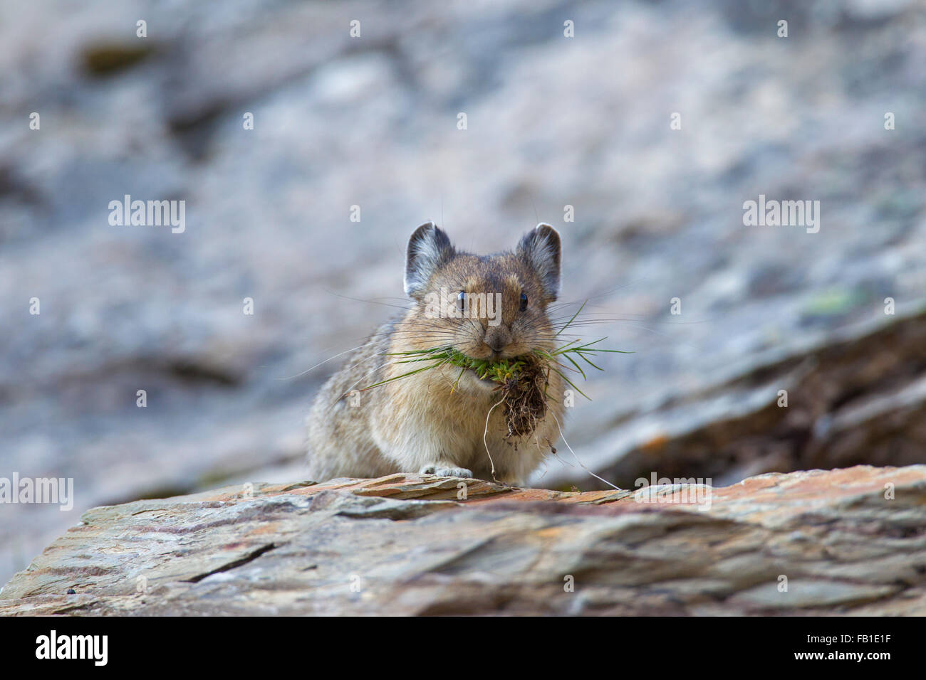American pika (Ochotona princeps) native to alpine regions of Canada ...