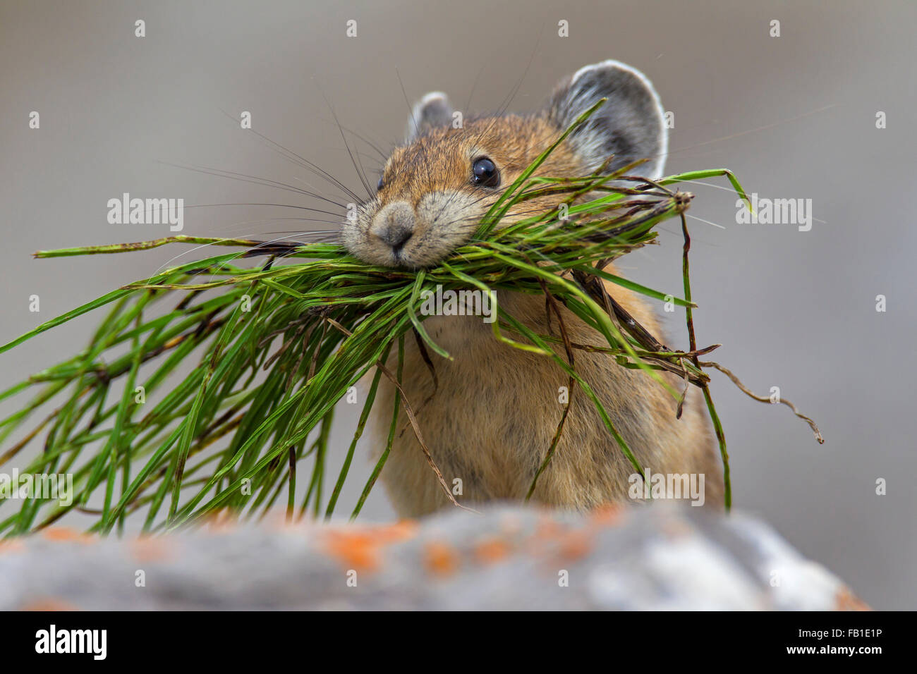American pika (Ochotona princeps) native to alpine regions of Canada ...