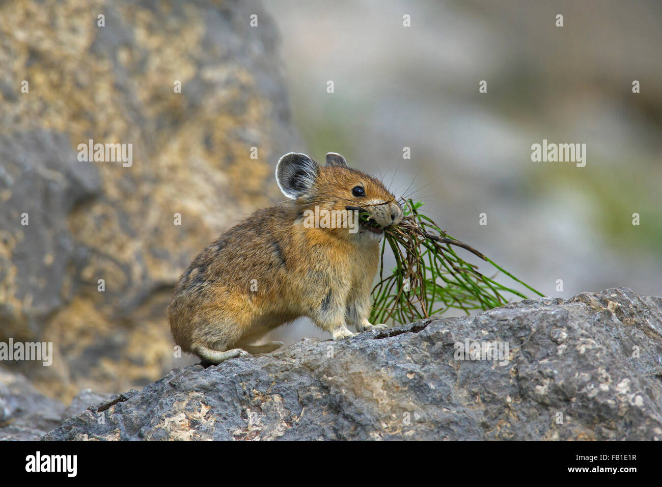 American pika (Ochotona princeps) native to alpine regions of Canada ...