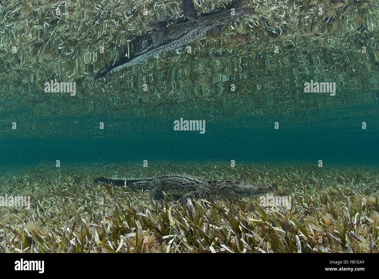 Crocodile side view hi-res stock photography and images - Alamy