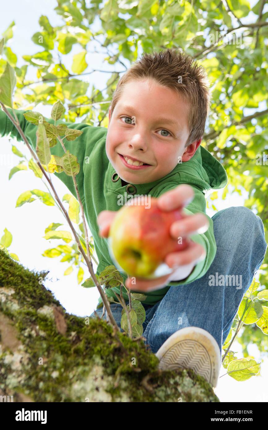 Climbing tree fruit hi-res stock photography and images - Alamy