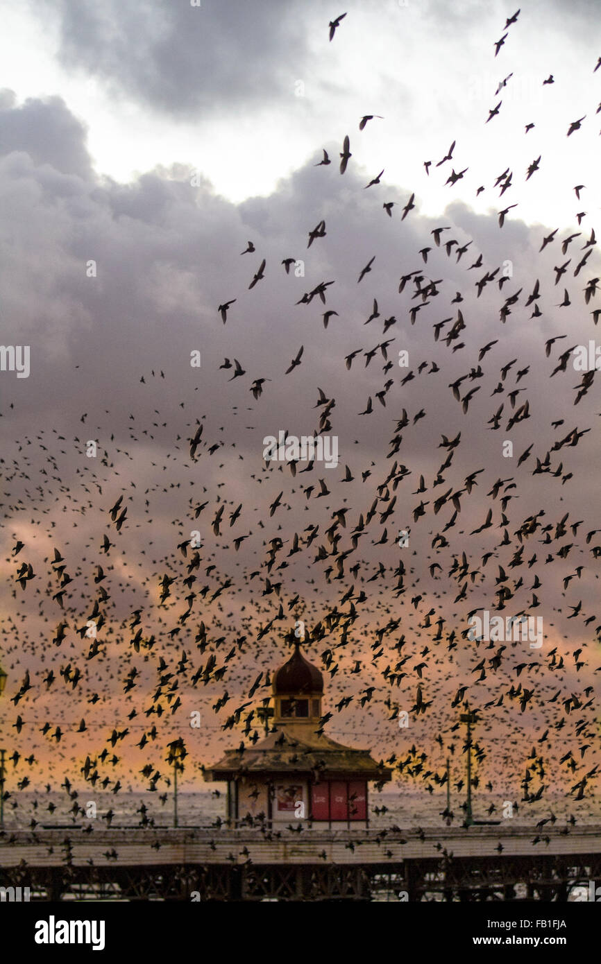 Birds in Flight, flying in the clouds flocks of Starlings at Blackpool ...