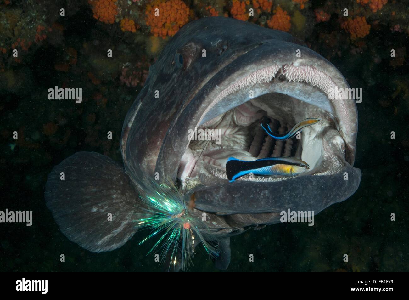 Open mouth animals hi-res stock photography and images - Alamy