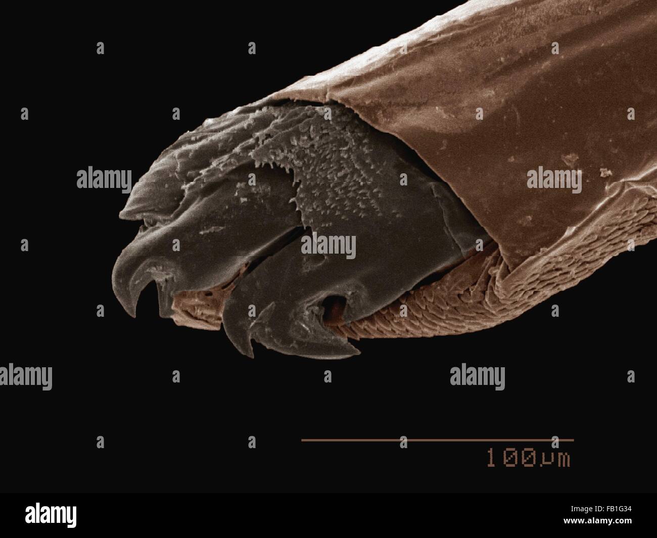 Tick insect anatomy hi-res stock photography and images - Alamy