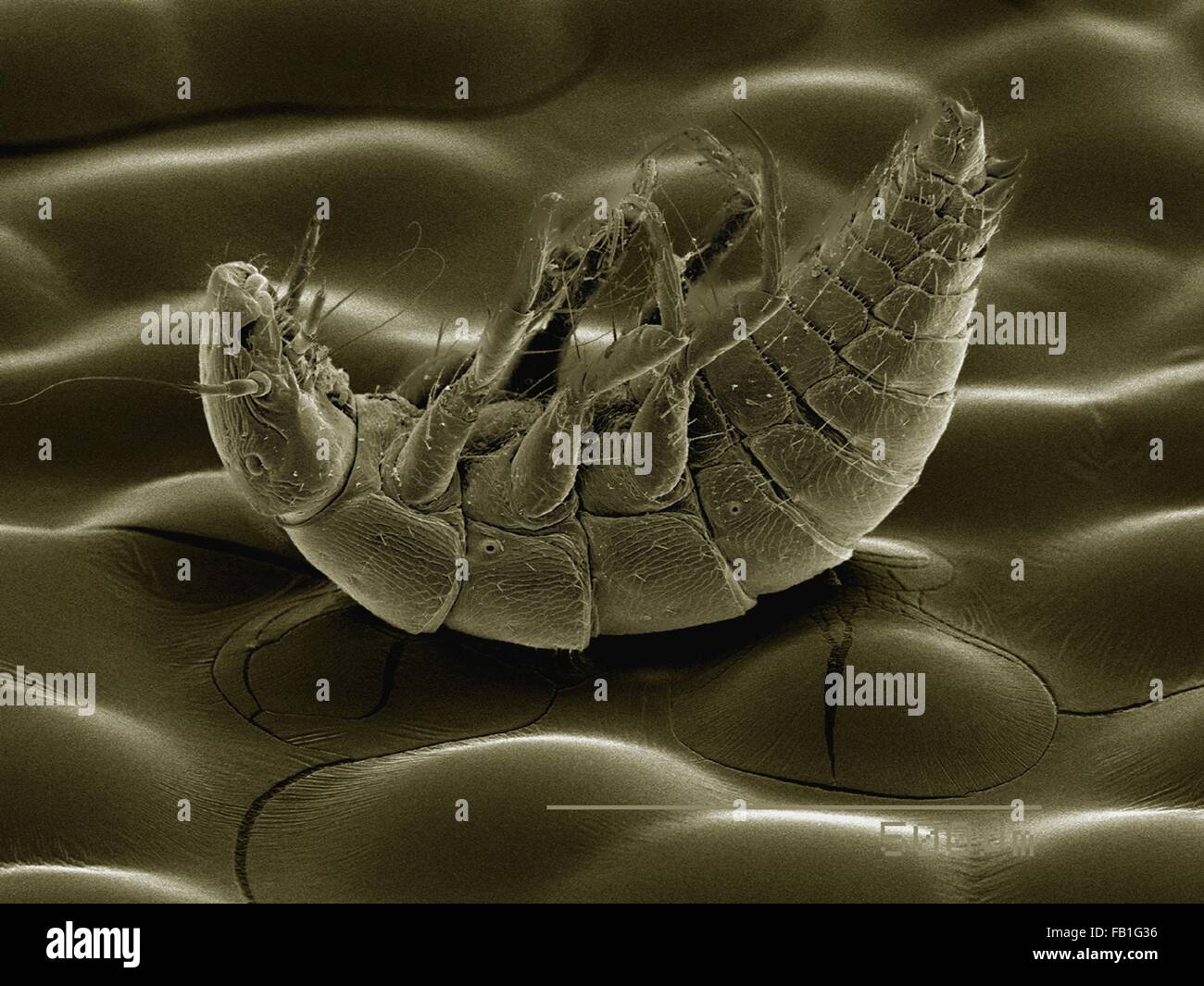 Meloid hi-res stock photography and images - Alamy