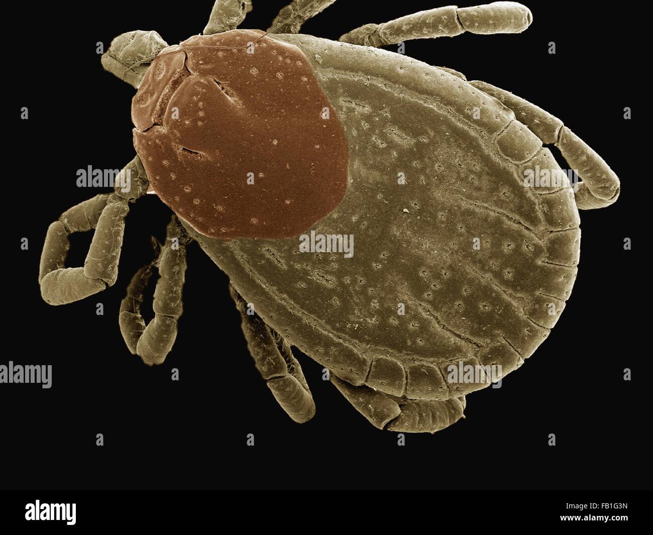 Coloured SEM of female dog tick Stock Photo - Alamy