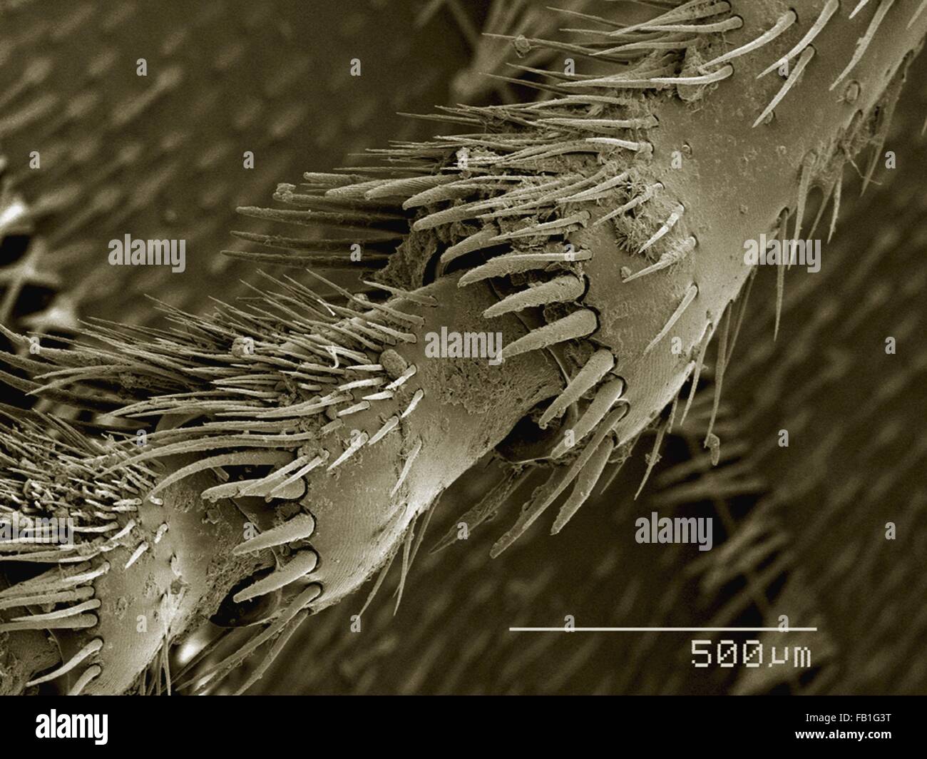 Coloured SEM of leg of burying beetle (Silphidae Stock Photo - Alamy
