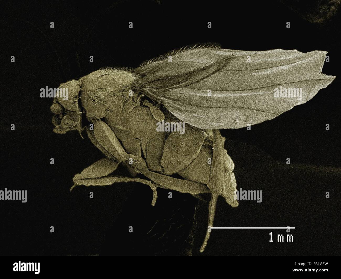 Coloured SEM of small fly (Scatopsidae, Diptera Stock Photo - Alamy