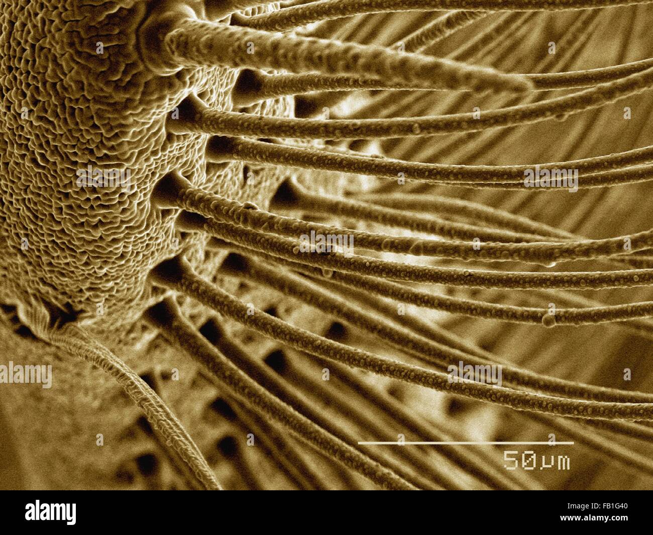 Coloured SEM of antenna of silk moth (Saturnidae Stock Photo - Alamy