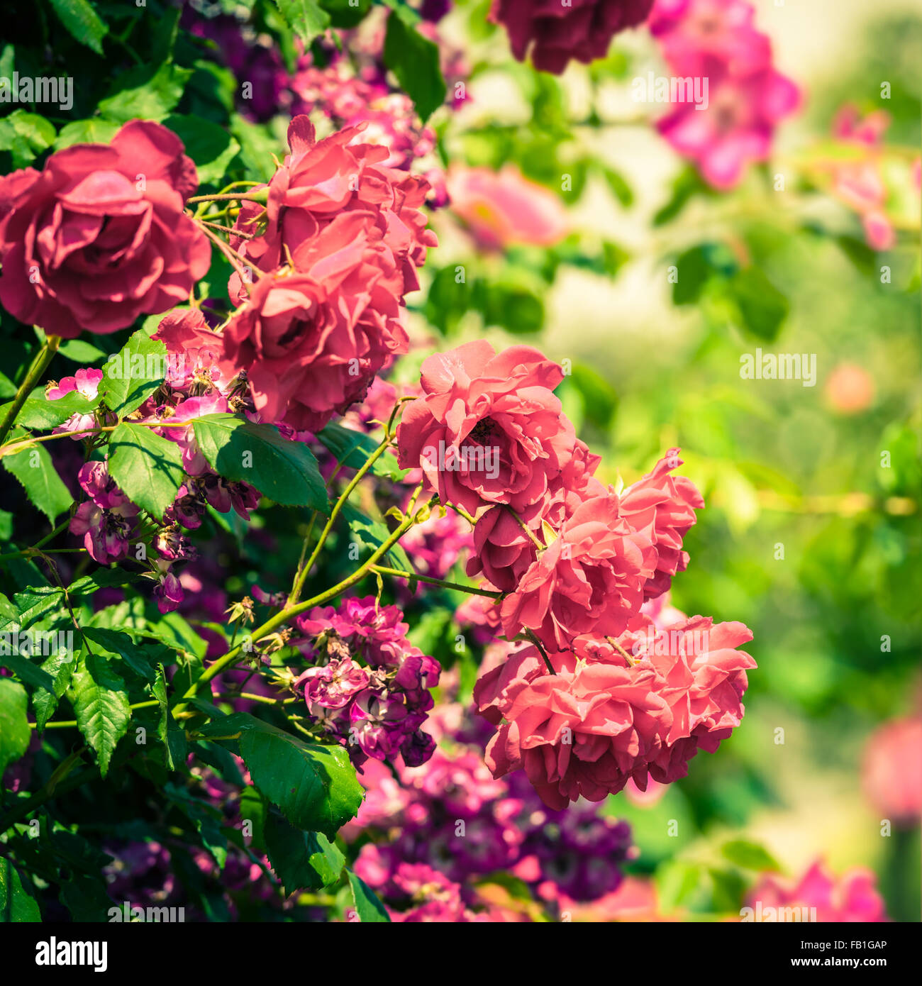 Square bush hi-res stock photography and images - Alamy