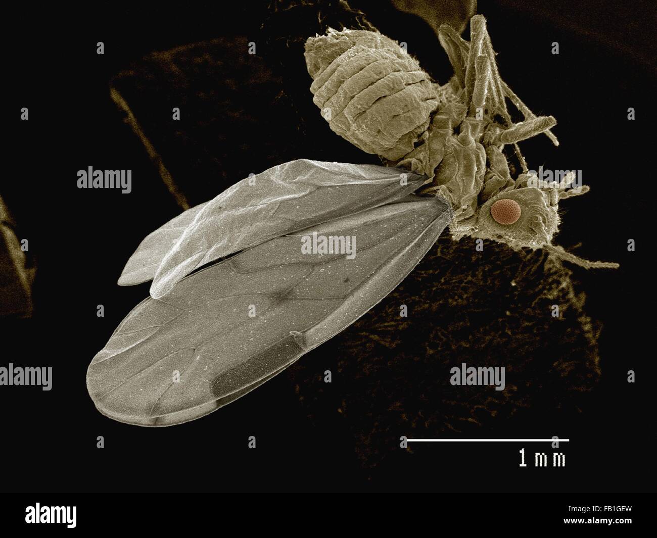 Coloured SEM of bark louse (Psocoptera Stock Photo - Alamy