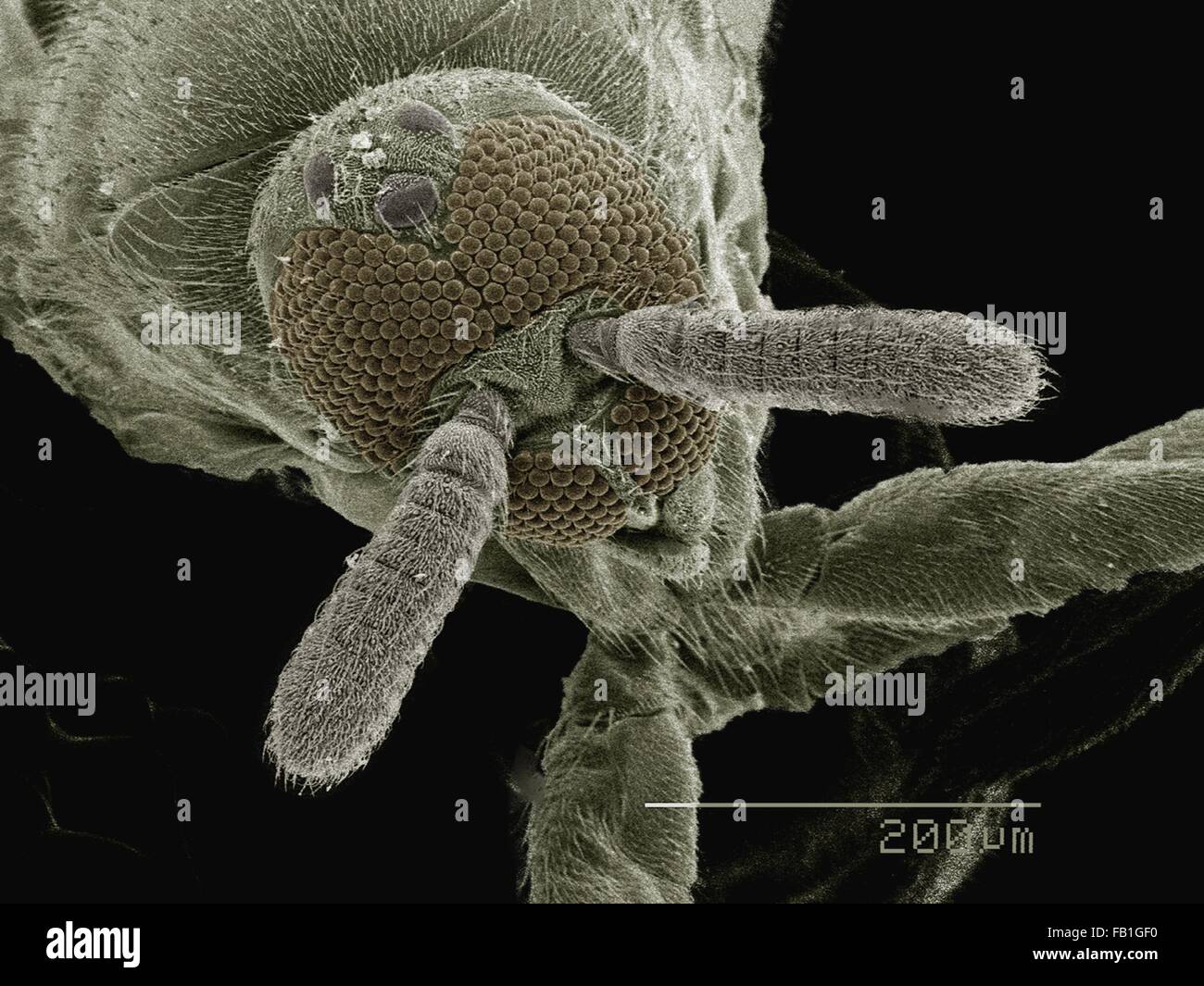 Coloured SEM of head of fly (Phoridae Stock Photo - Alamy