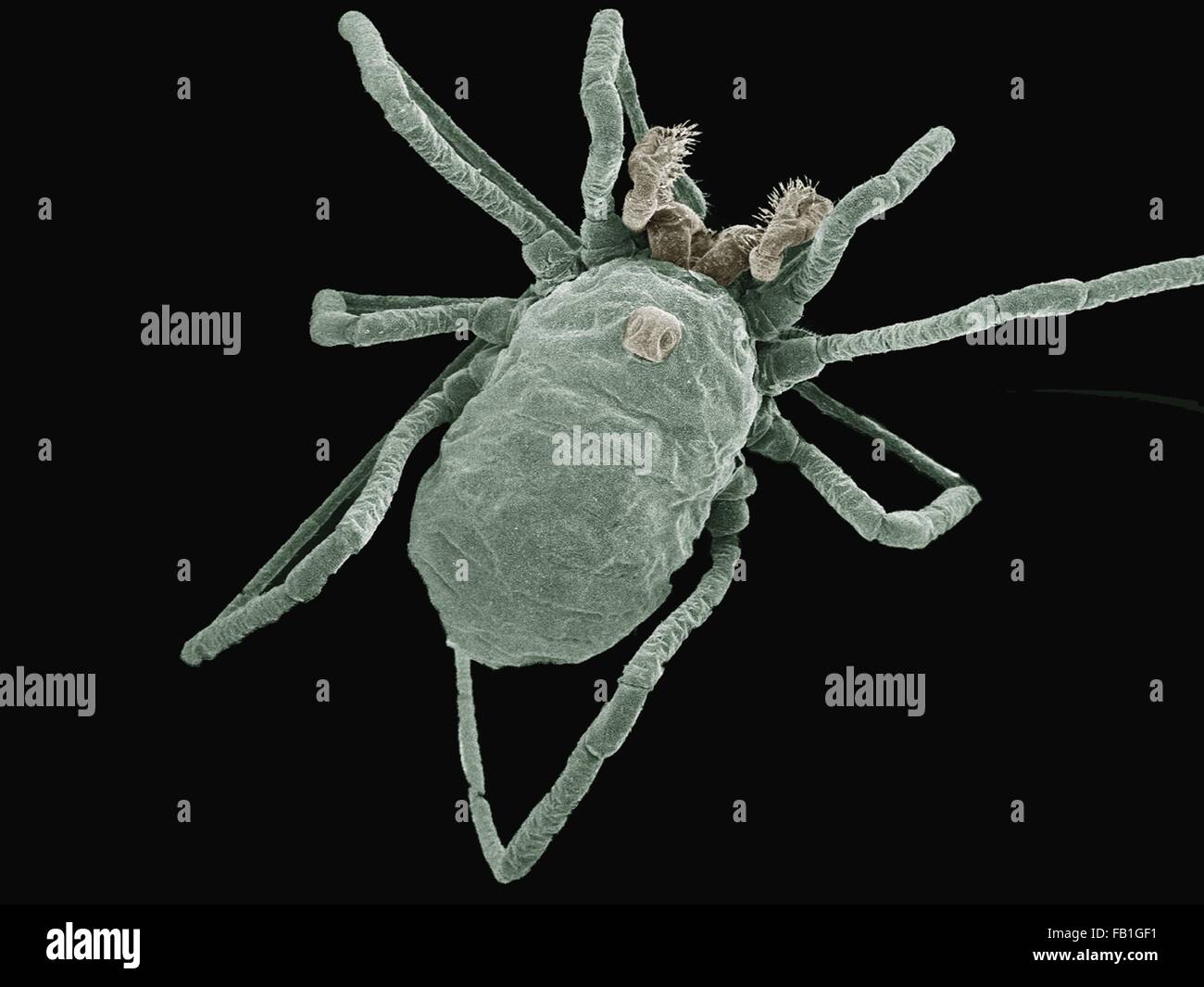 Coloured SEM of dragonfly nymph Stock Photo - Alamy