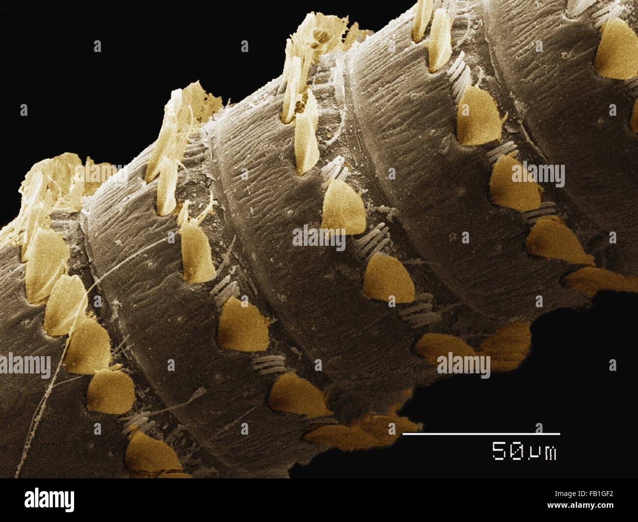 Coloured SEM of antenna of Plecoptera (Peltoperlidae Stock Photo - Alamy