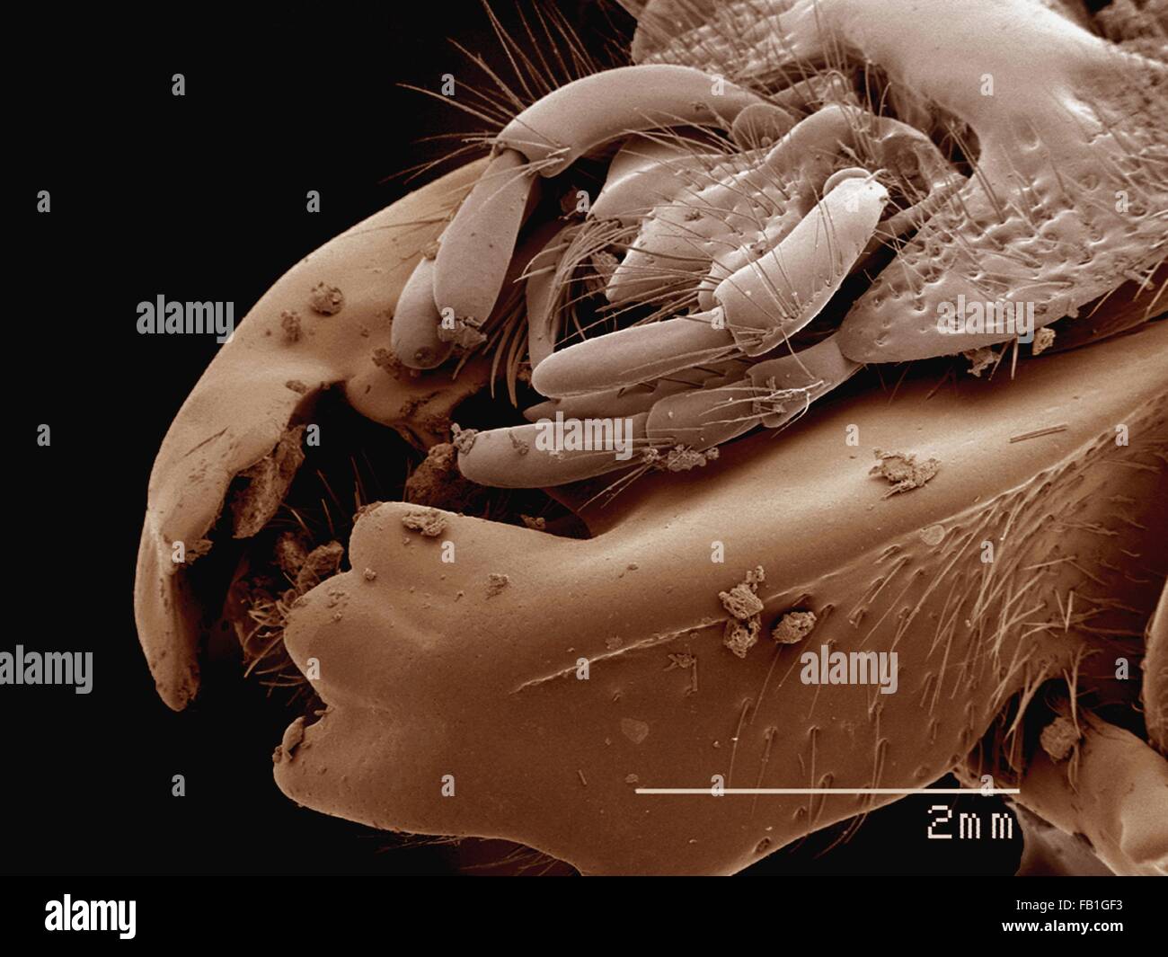 Coloured SEM of mouthparts of Passalidae beetle Stock Photo - Alamy