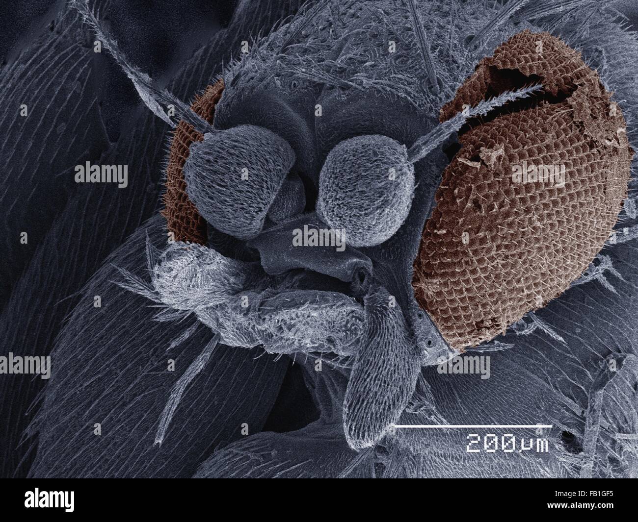 Coloured SEM of small fly (Scatopsidae, Diptera Stock Photo - Alamy