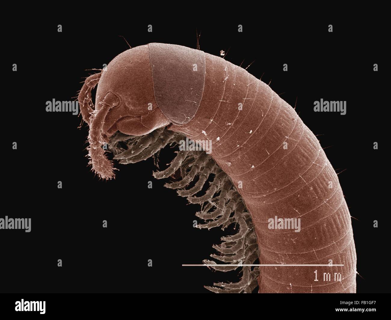 Coloured SEM of head of millipede Stock Photo - Alamy