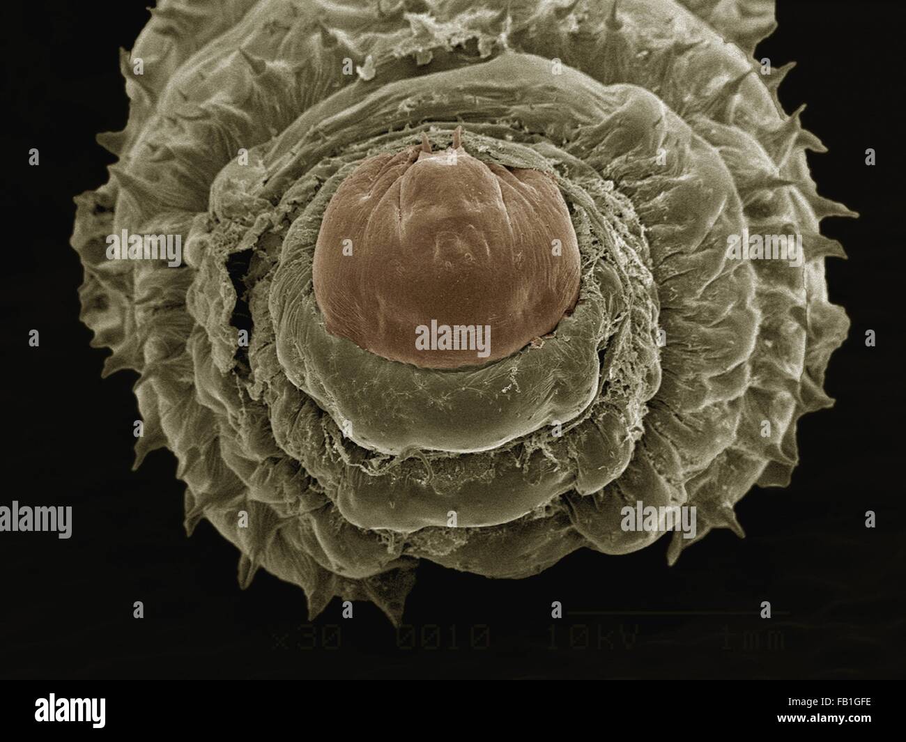 Botfly larva sem hi-res stock photography and images - Alamy