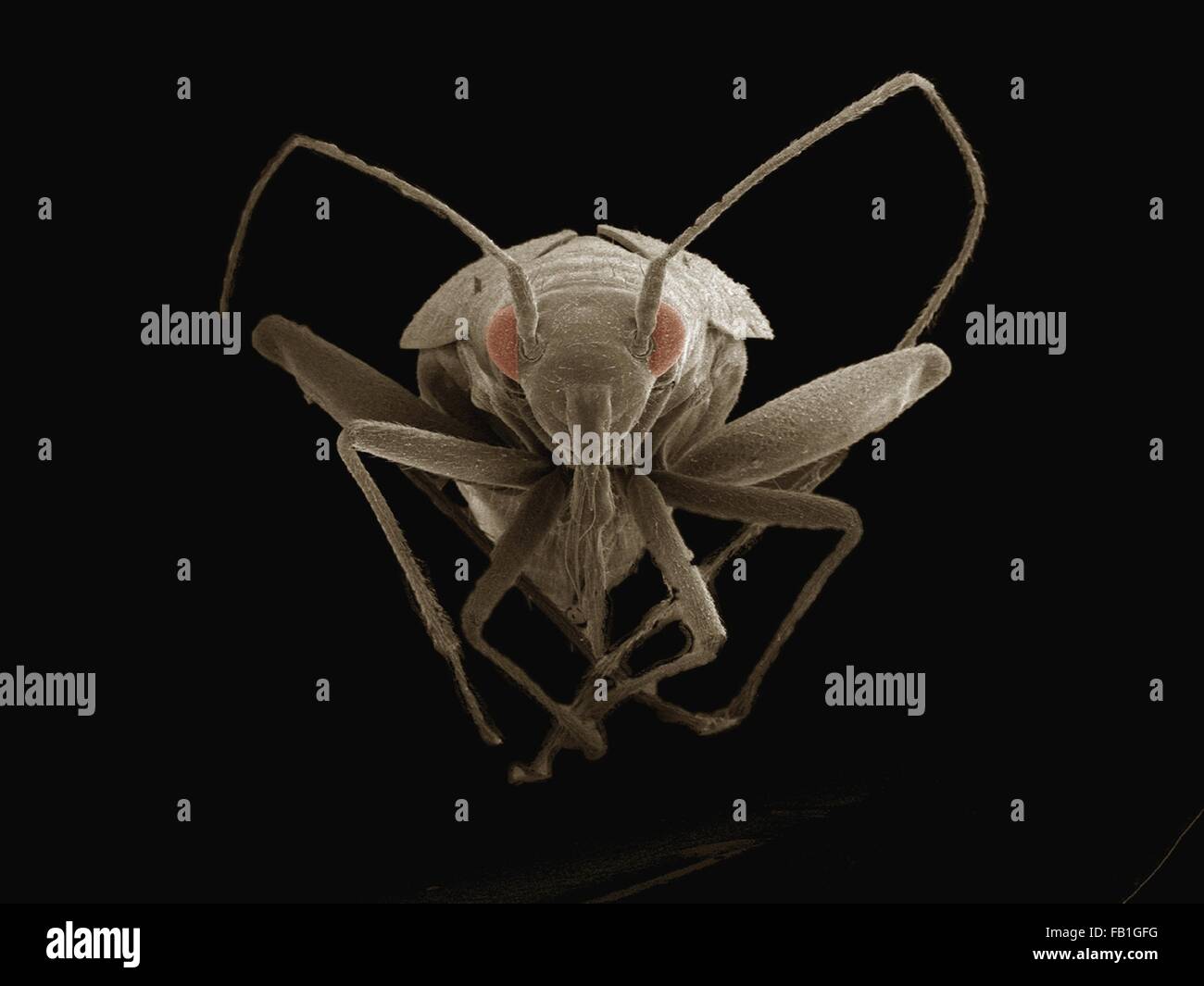 Coloured SEM of small bug (Hemiptera Stock Photo - Alamy