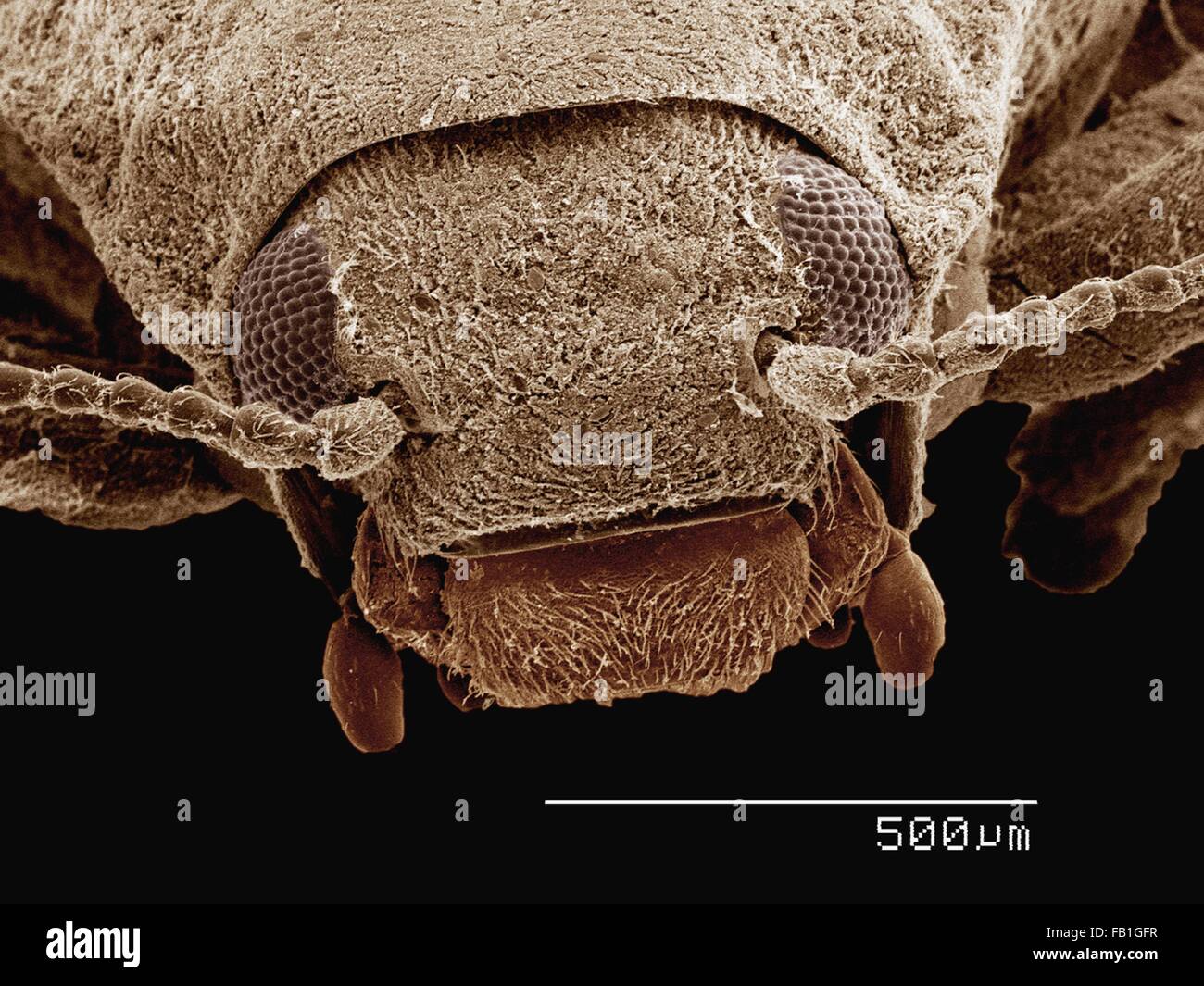 Coloured SEM of Riffle beetle (Elmidae Stock Photo - Alamy