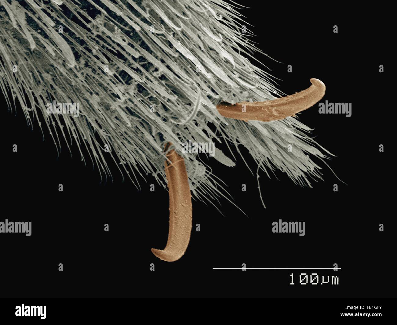 Coloured SEM of foot of water strider (Gerridae Stock Photo - Alamy