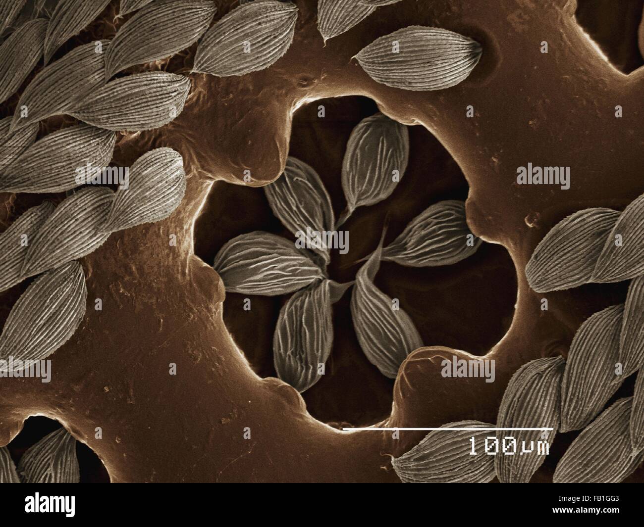 Insect antenna sem hi-res stock photography and images - Alamy