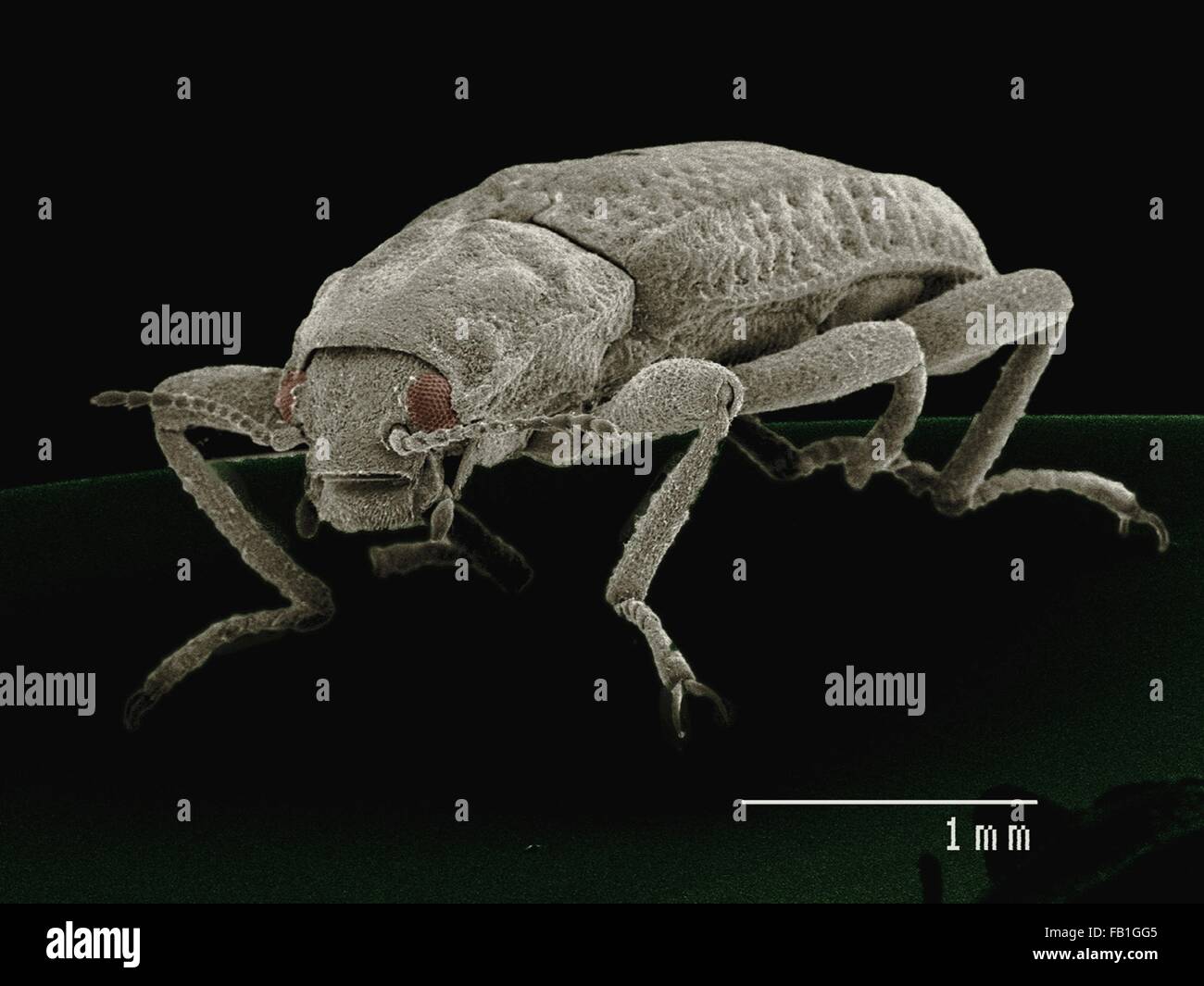 Coloured SEM of Riffle beetle (Elmidae Stock Photo - Alamy