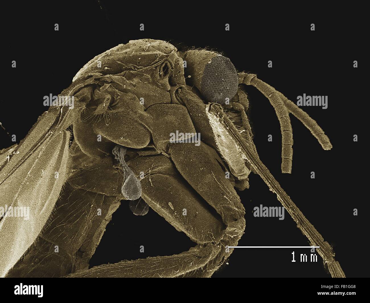 Diptera species hi-res stock photography and images - Alamy