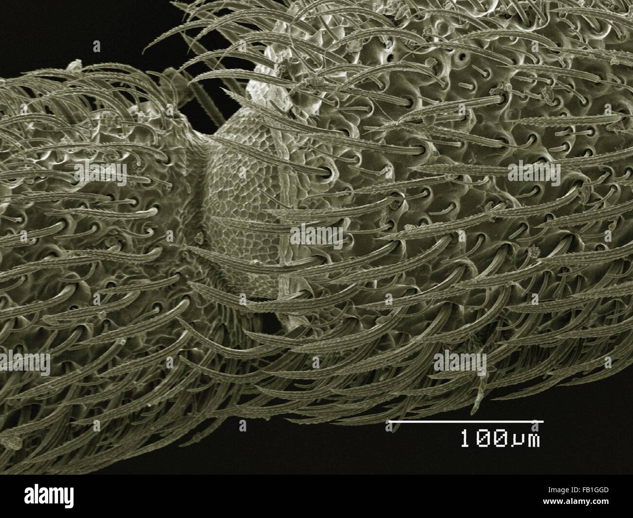 Insect antenna sem hi-res stock photography and images - Alamy