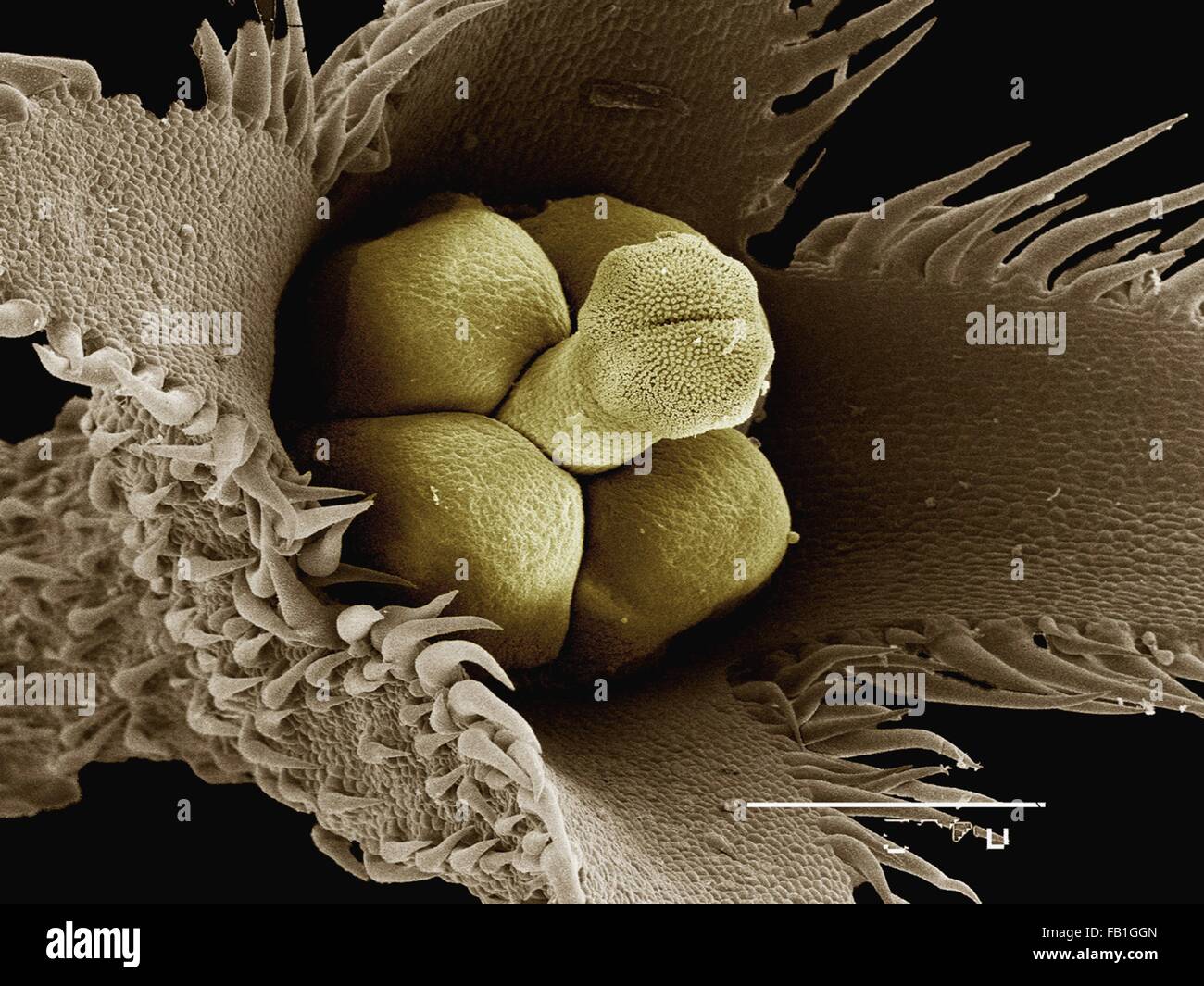 Microscopic flower hi-res stock photography and images - Alamy