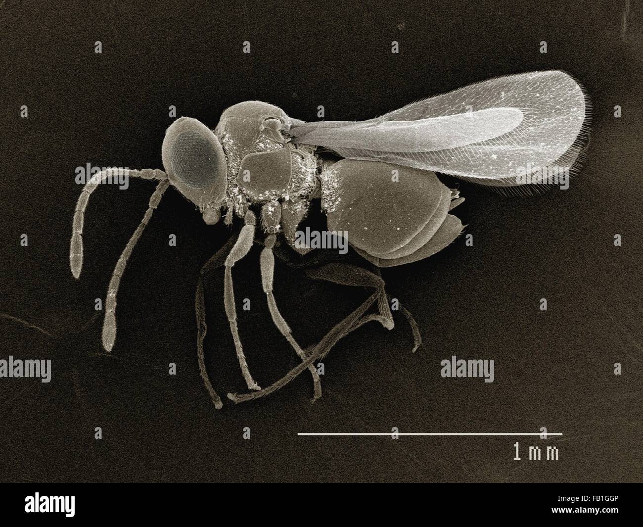 Coloured SEM of parasitic wasp (Charipidae Stock Photo - Alamy