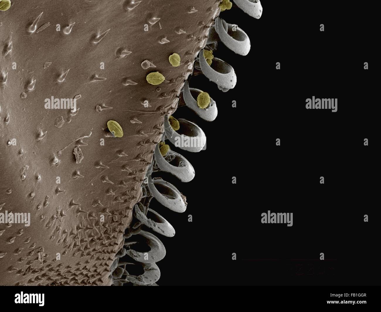 Coloured SEM of hamuli on wing of bumblebee (Apidae Stock Photo - Alamy