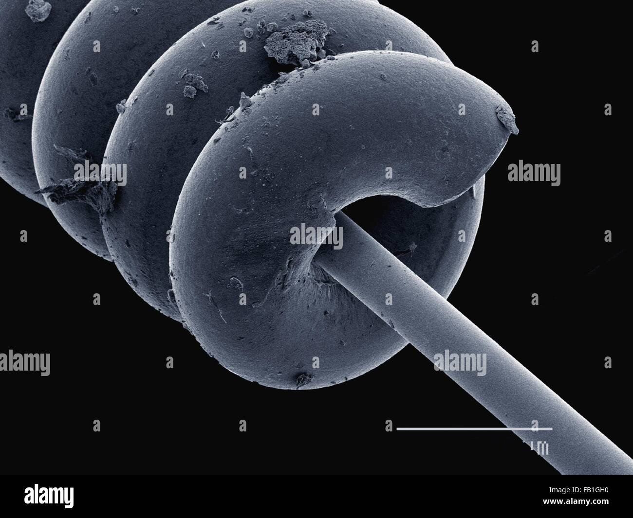 Coloured SEM of acupuncture needle Stock Photo - Alamy