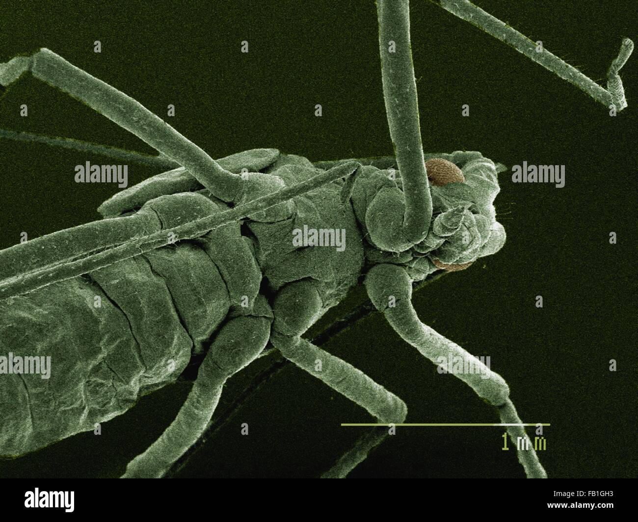 Insect mouthparts hi-res stock photography and images - Alamy