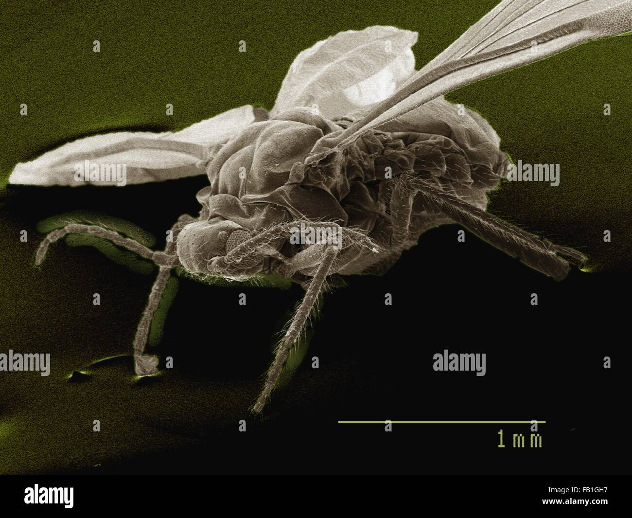 Coloured SEM of winged adult aphid Stock Photo - Alamy