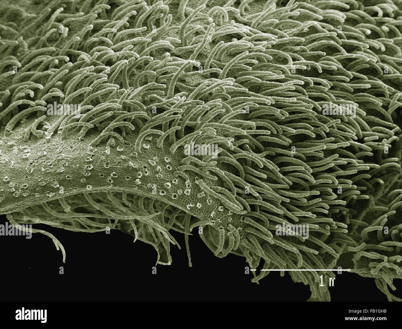 Coloured SEM of flower of Canadian ginger plant Stock Photo - Alamy