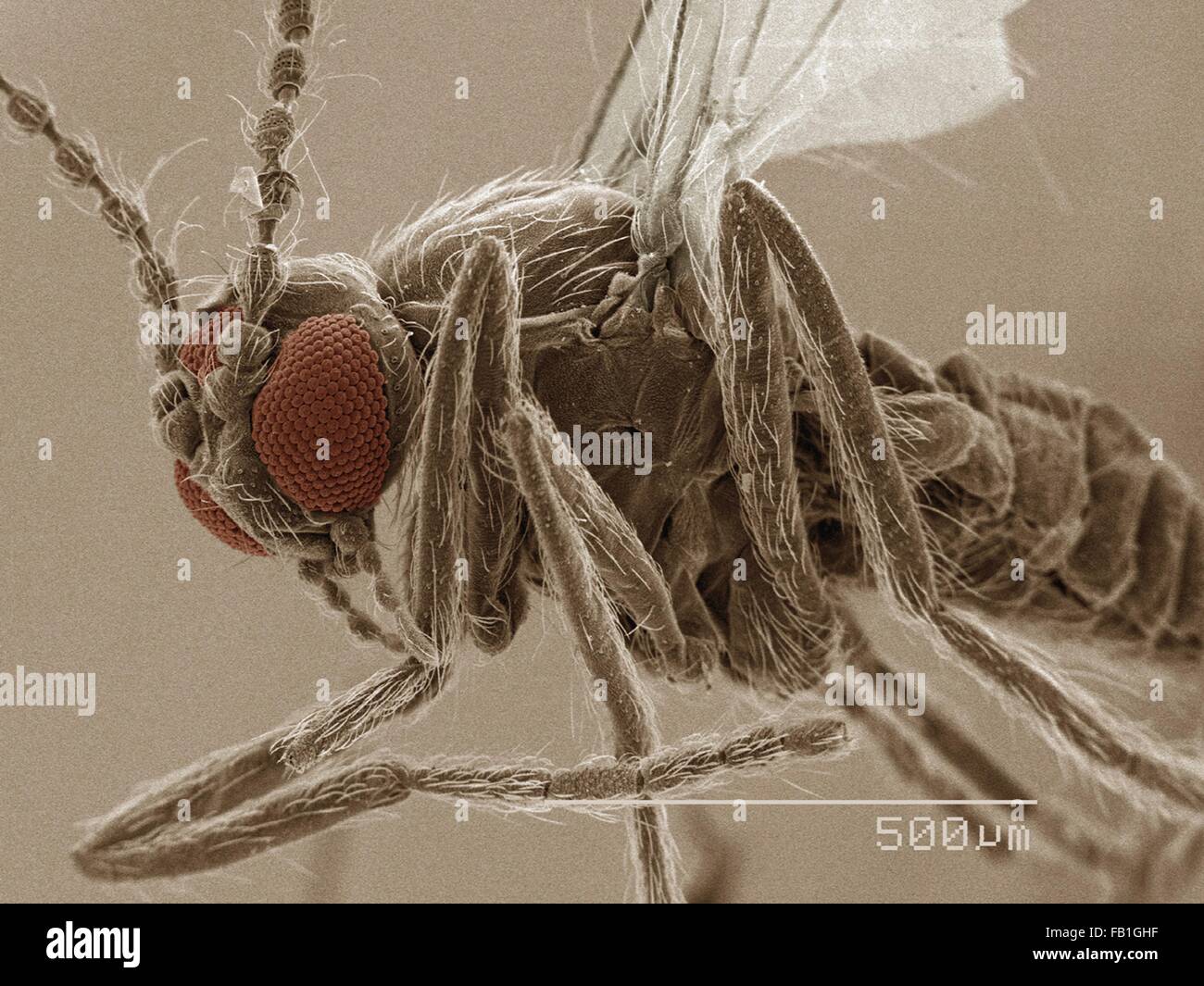 Coloured SEM of eye of sand fly (Ceratopogonidae Stock Photo - Alamy