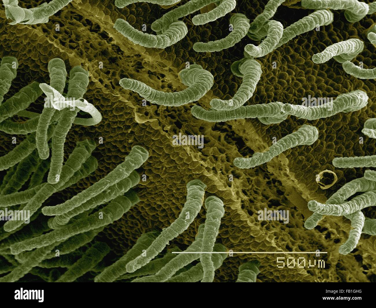 Coloured SEM of flower of Canadian ginger plant Stock Photo - Alamy