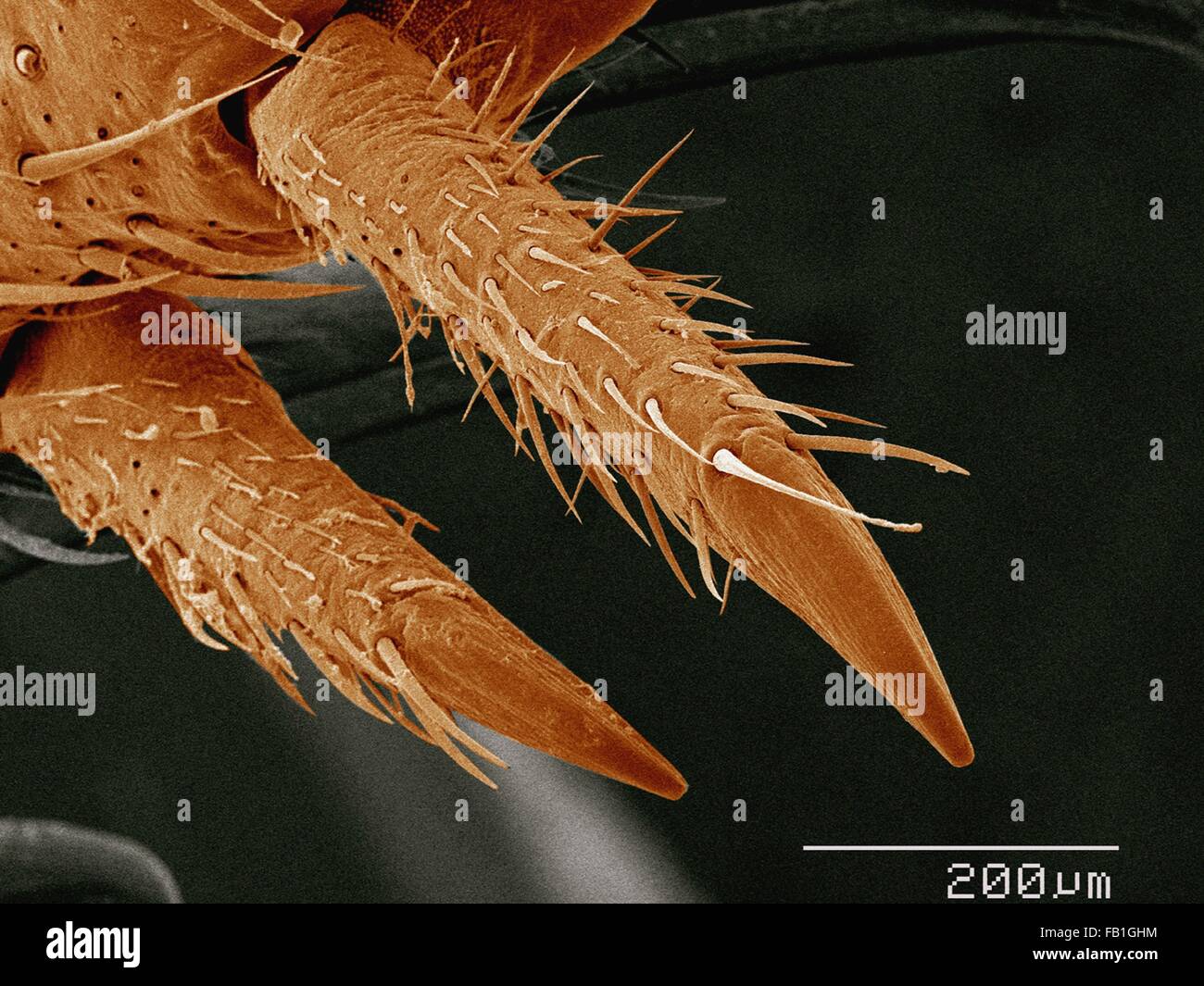 House cricket insect hi-res stock photography and images - Alamy