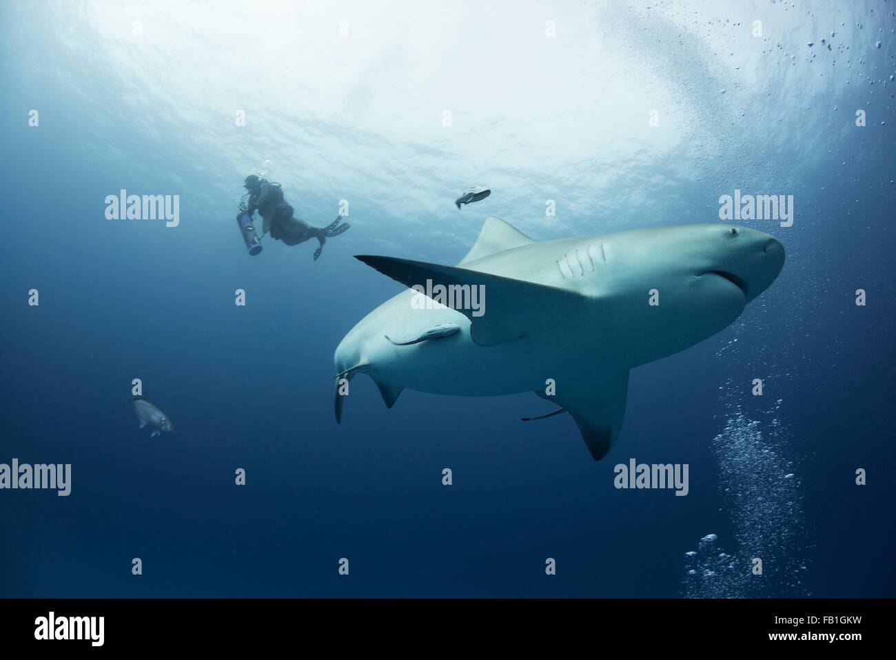 A female bull shark cruises mid water while a diver ascends on the ...